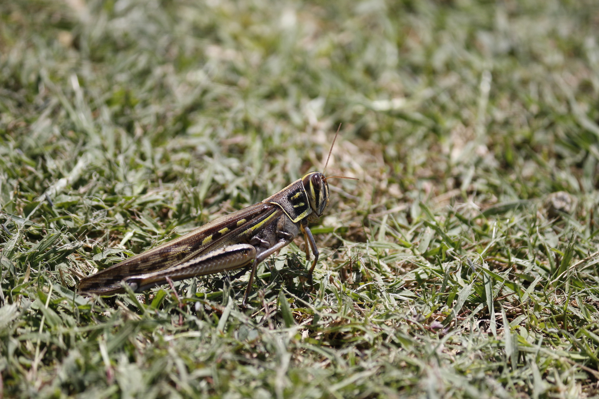 Patanga succincta (Johannson, 1763)