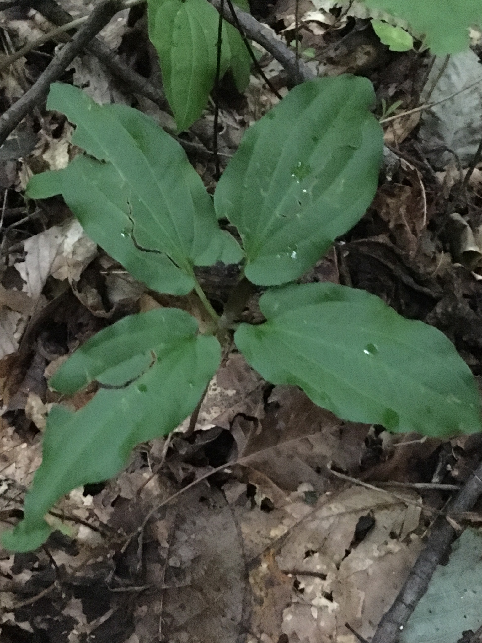 Croomia pauciflora (Nutt.) Torr.