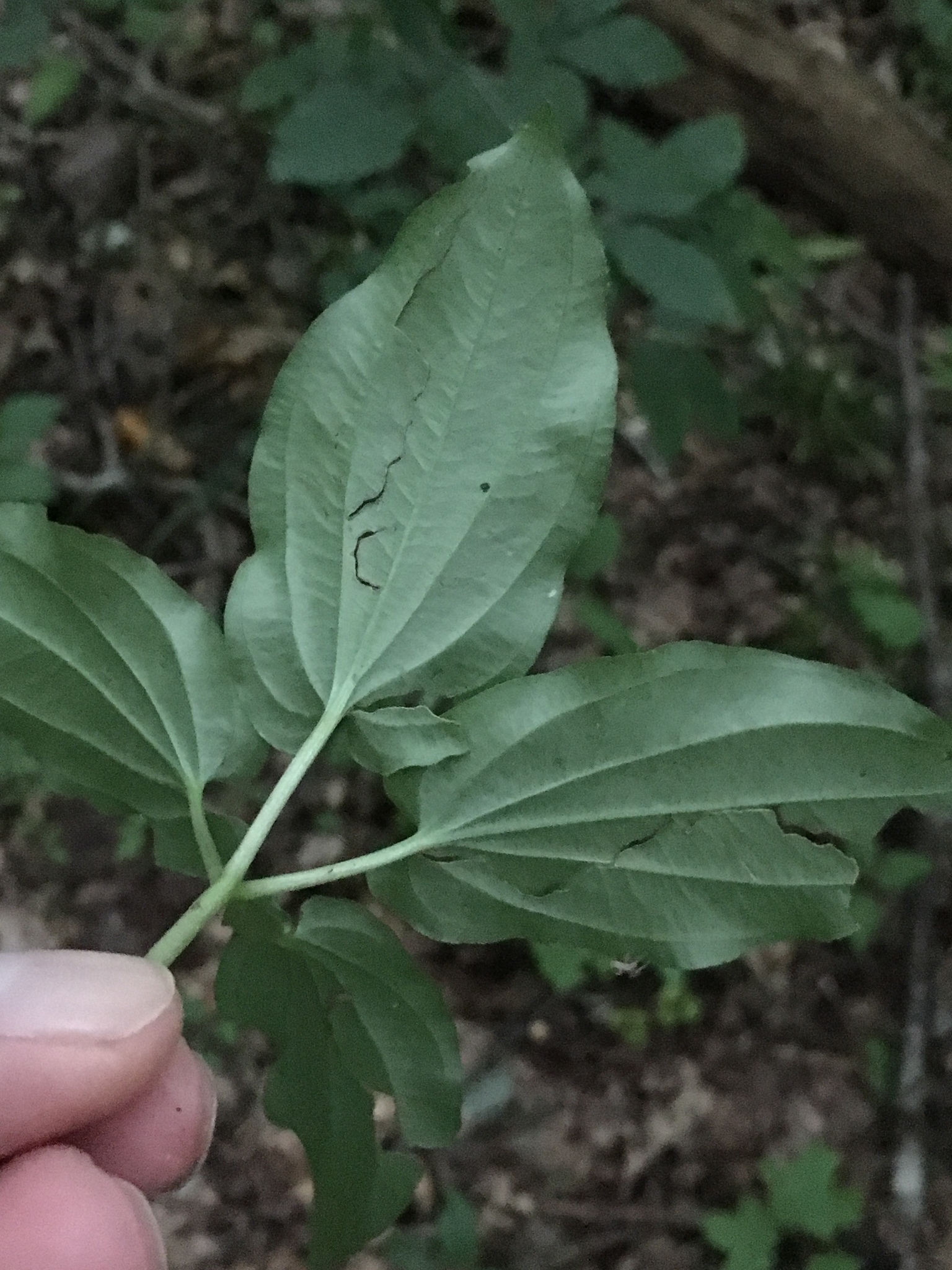 Croomia pauciflora (Nutt.) Torr.