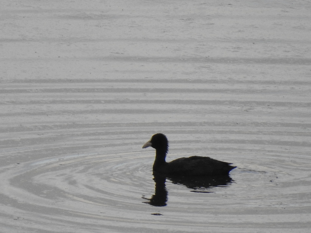 Eurasian Coot from Tamagawa, Setagaya City, Tokyo 158-0094, Japan on ...