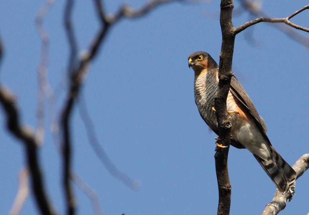 Rufous-thighed Hawk from Paraíso, Santo André - SP, Brasil on April 20 ...