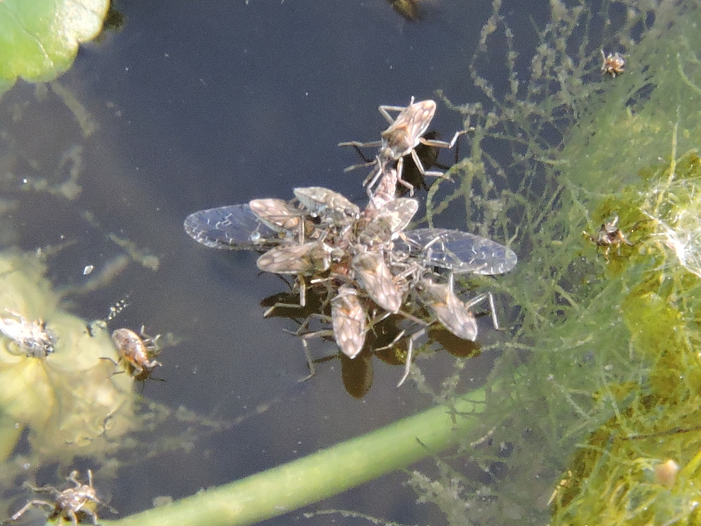 Microvelia from Meoqui, Chih., México on June 07, 2022 at 09:04 AM by ...
