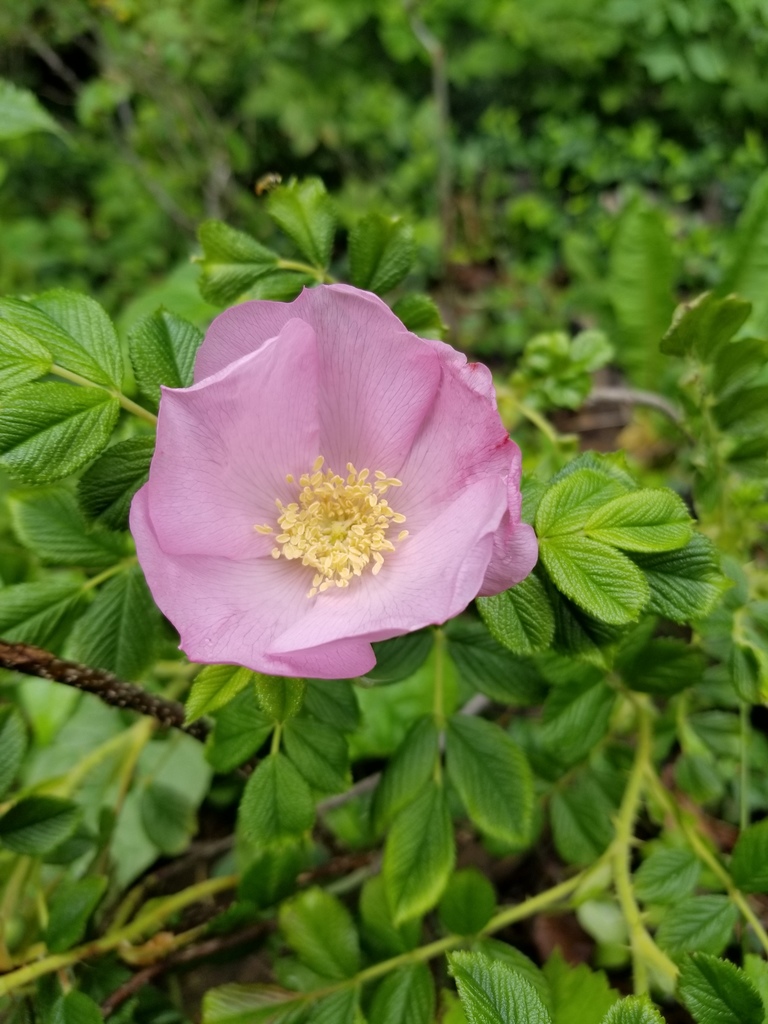 rugosa rose (Rosa rugosa) - Botanical Realm