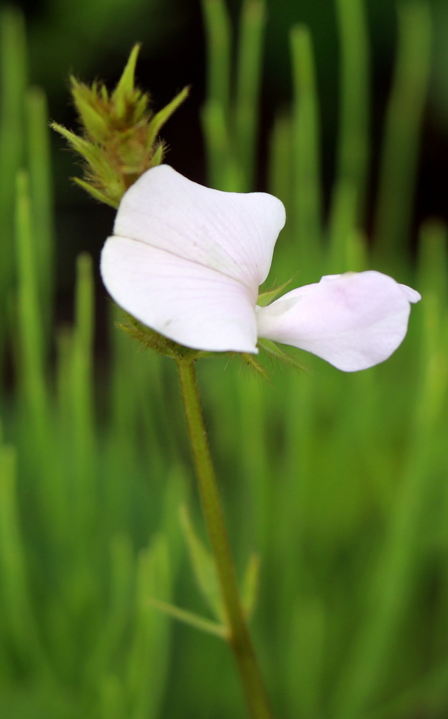 Spiked Hoarypea (Hoary Peas in Virginia) · iNaturalist