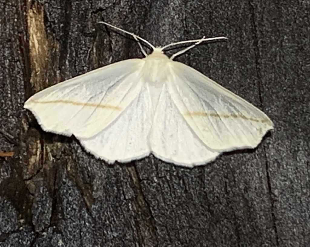 White Slant-line from Route 382, Duhamel-Ouest, QC, CA on June 07, 2022 ...