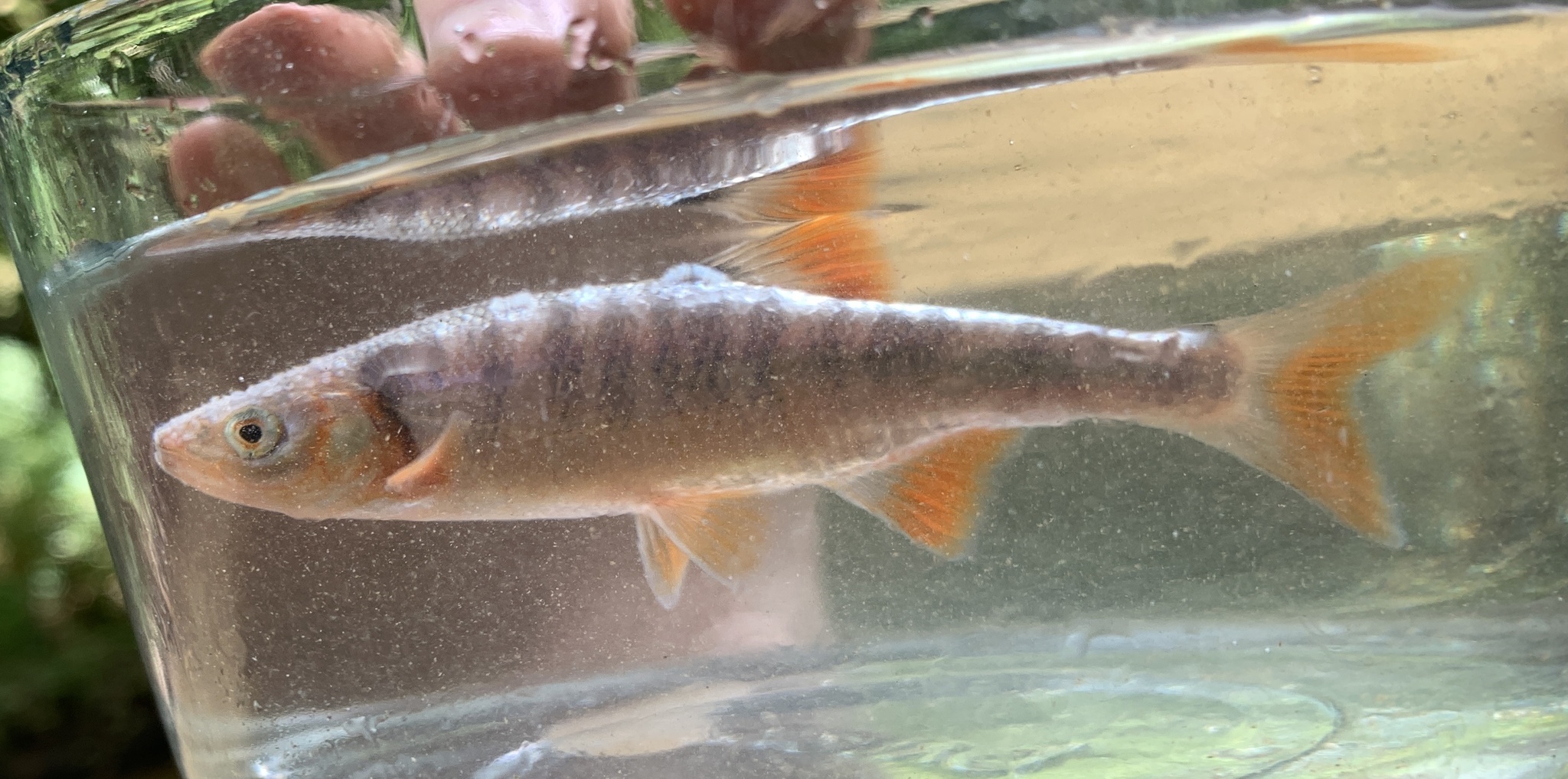 Lythrurus fasciolaris (Gilbert, 1891)