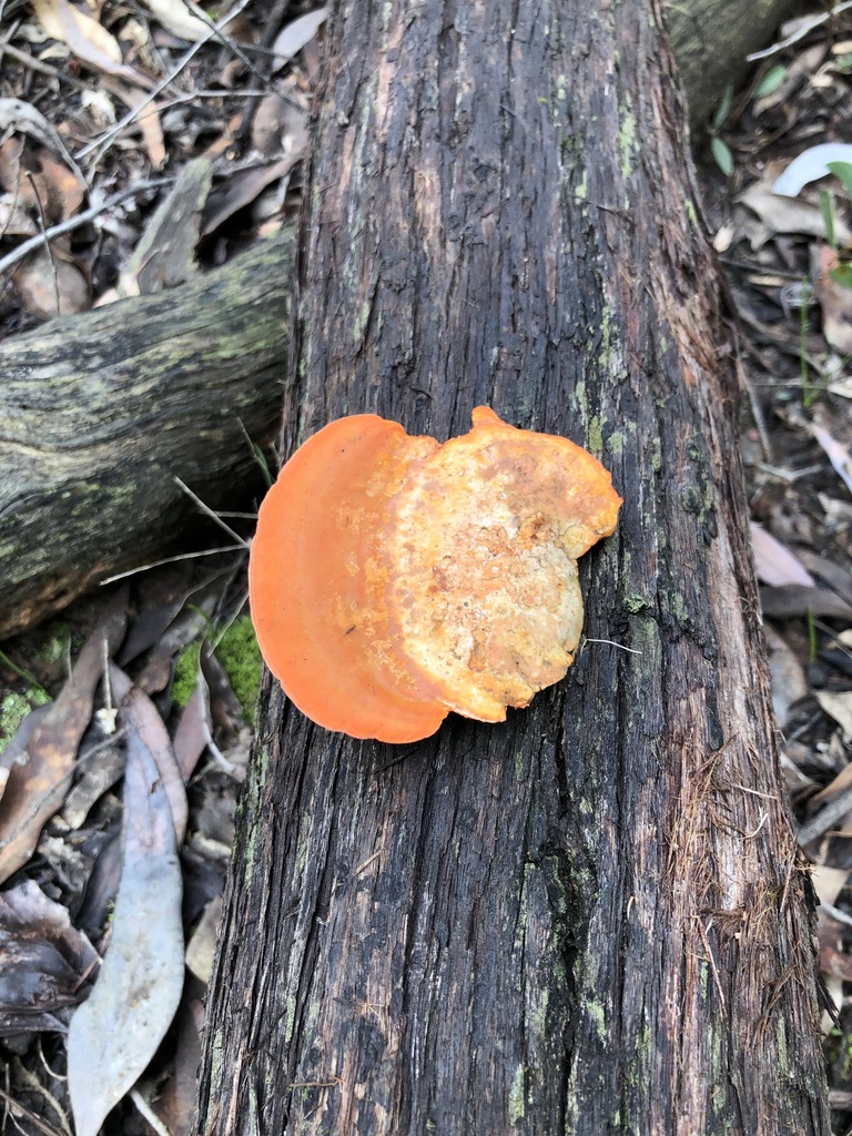 Southern Cinnabar Polypore from Indigo Shire, Barnawartha, VIC, AU on ...