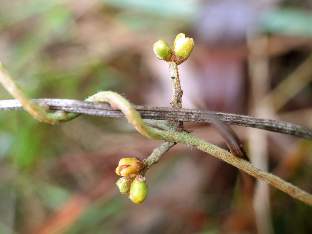 Devil's Twine from Melbourne VIC, Australia on June 07, 2022 at 12:34 ...