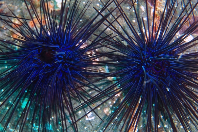 Diadema africanum from Spain on February 24, 2009 at 01:32 PM by Marek ...