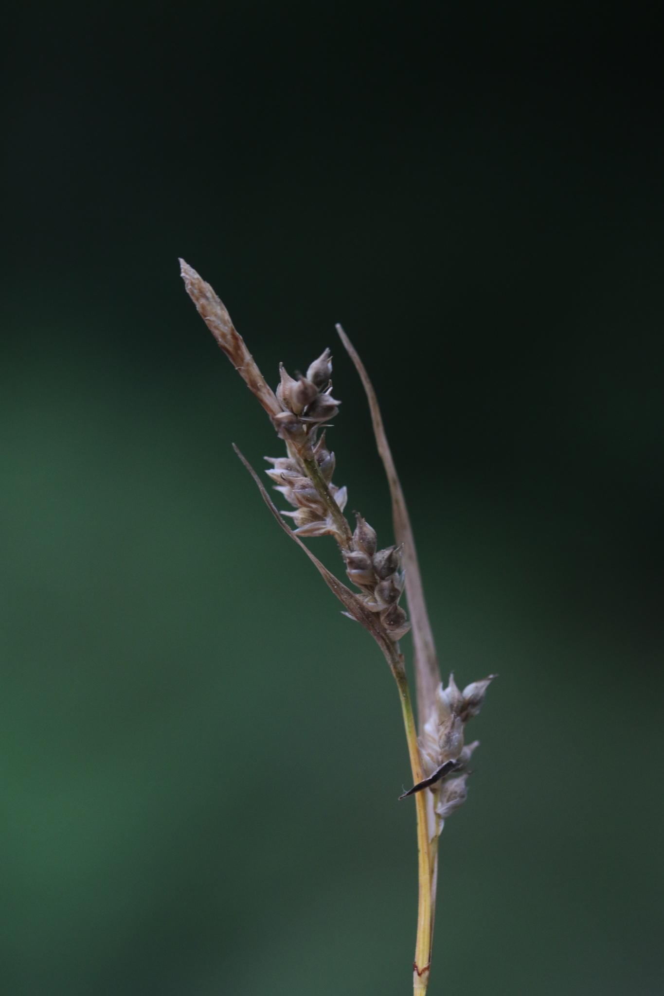 Carex lucorum Willd.
