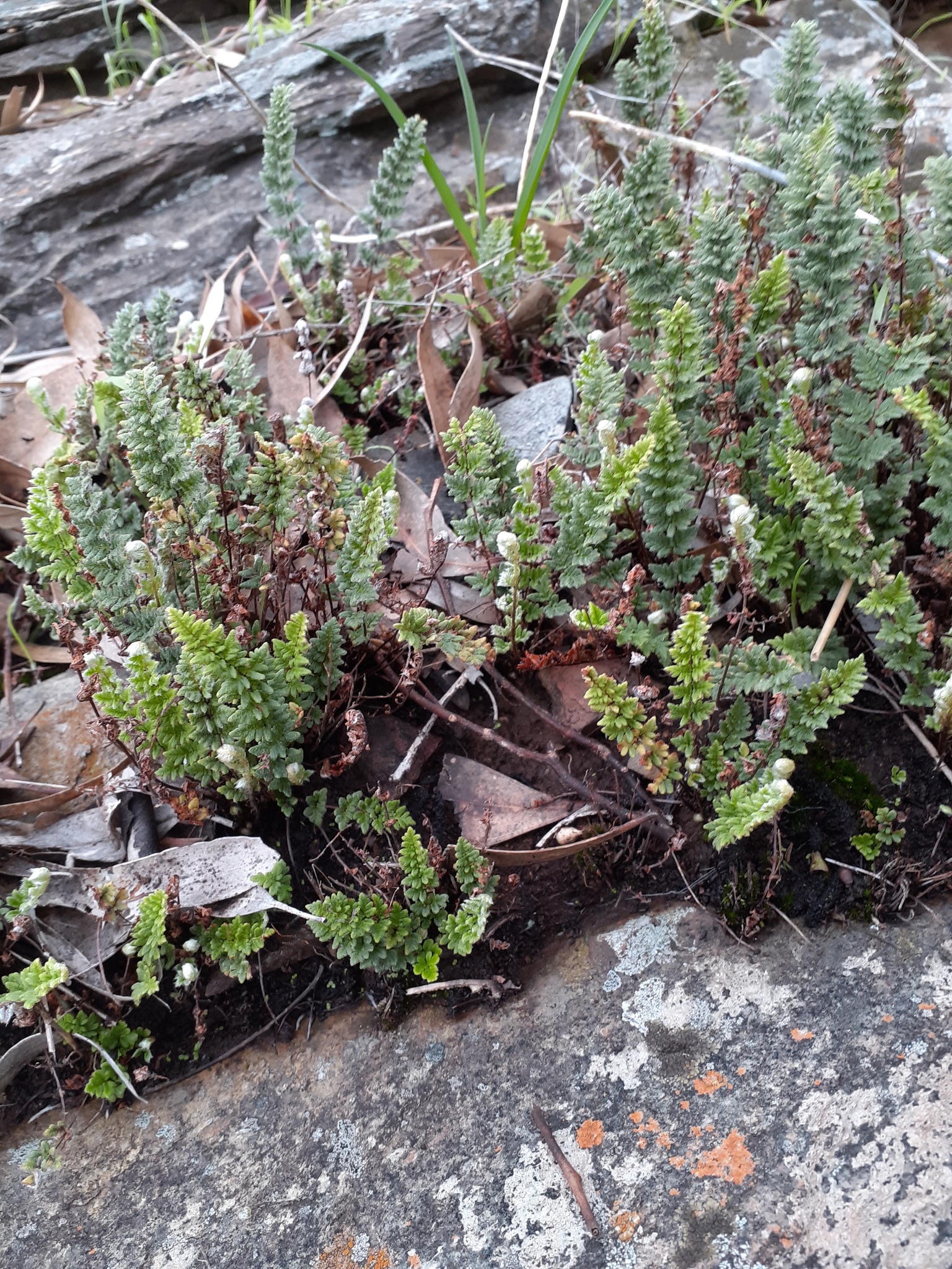 Cheilanthes distans (R.Br.) Mett.