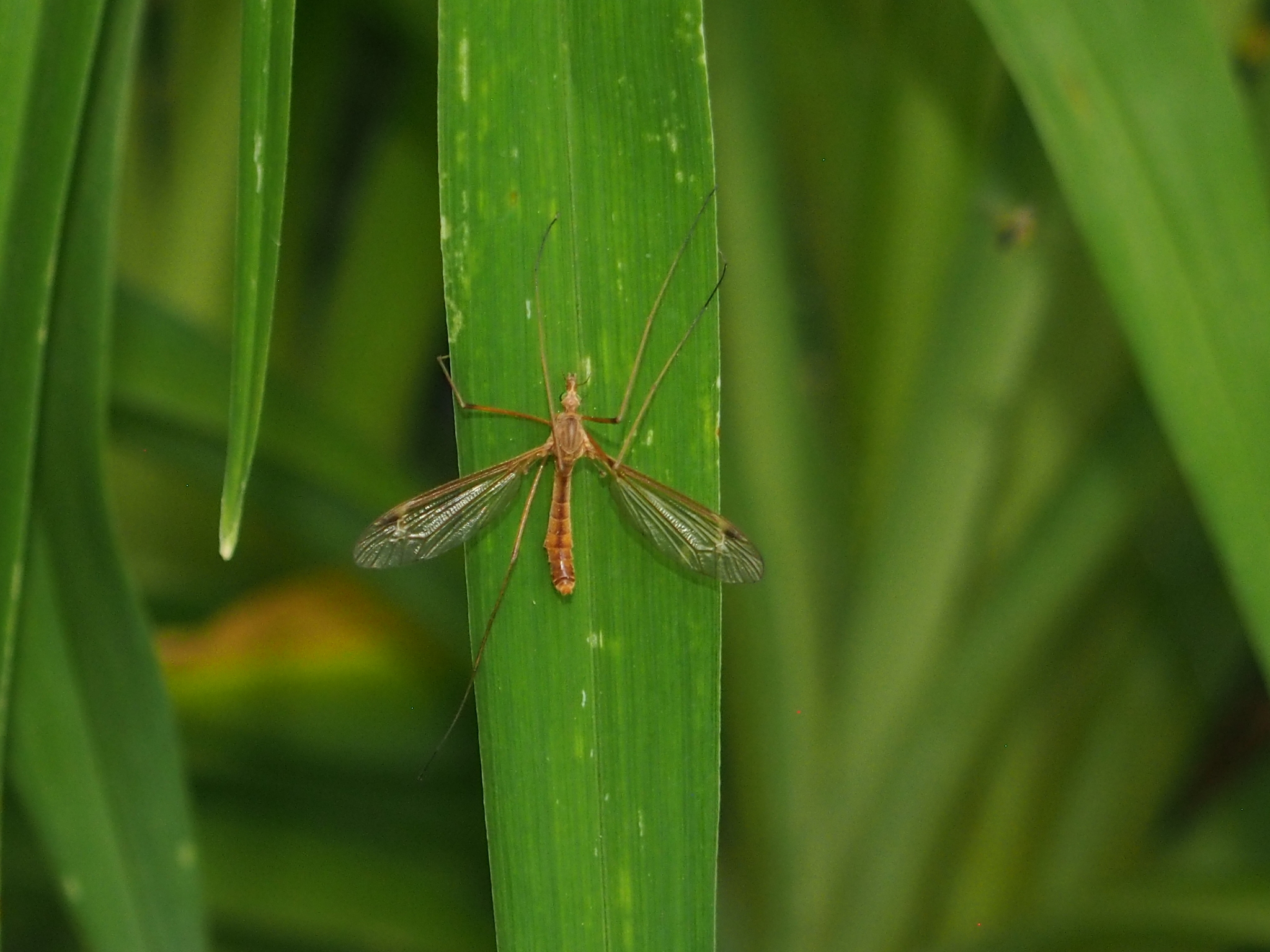 Nephrotoma ferruginea (Fabricius, 1805)