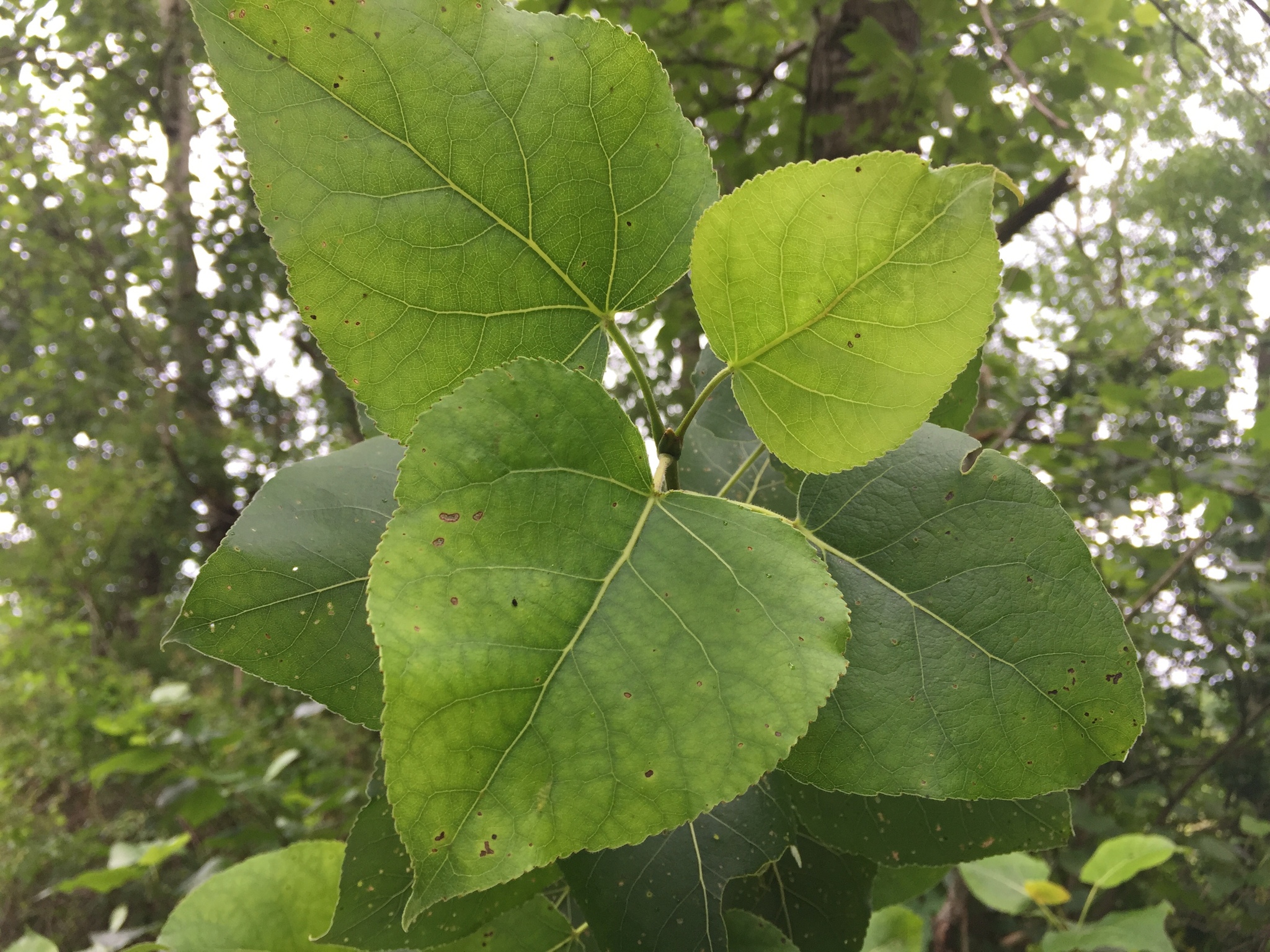 Populus ×jackii Sarg.