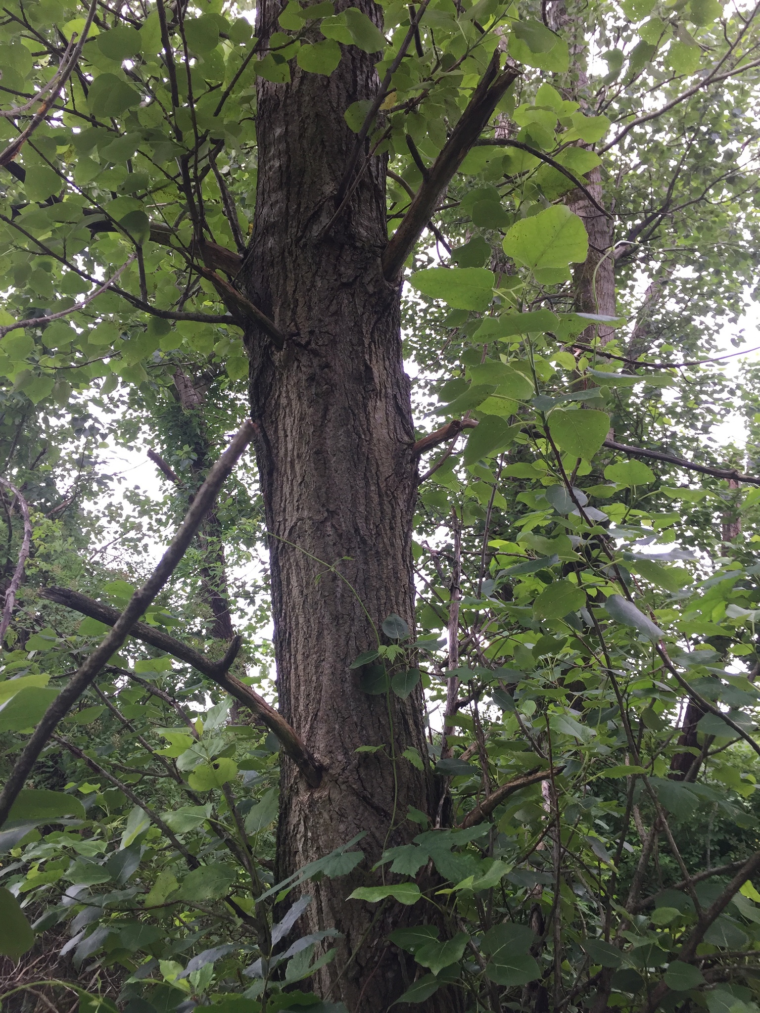 Populus ×jackii Sarg.