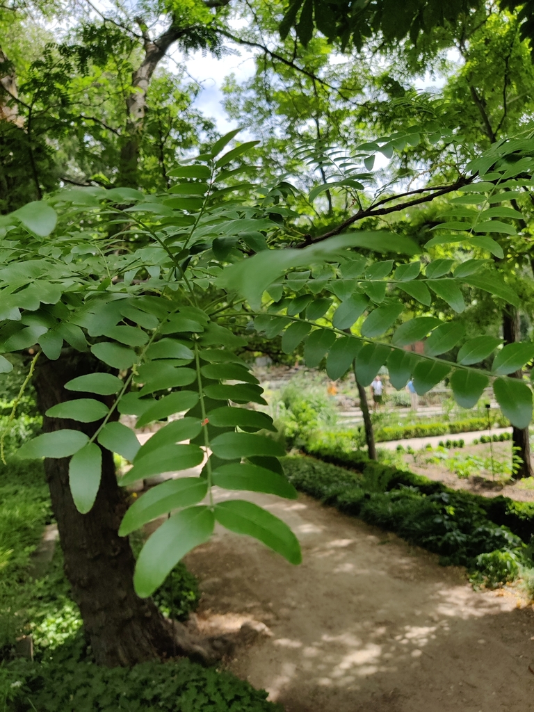 Chinese honey locust from 28014 Madrid, Spanien on June 08, 2022 at 04: ...