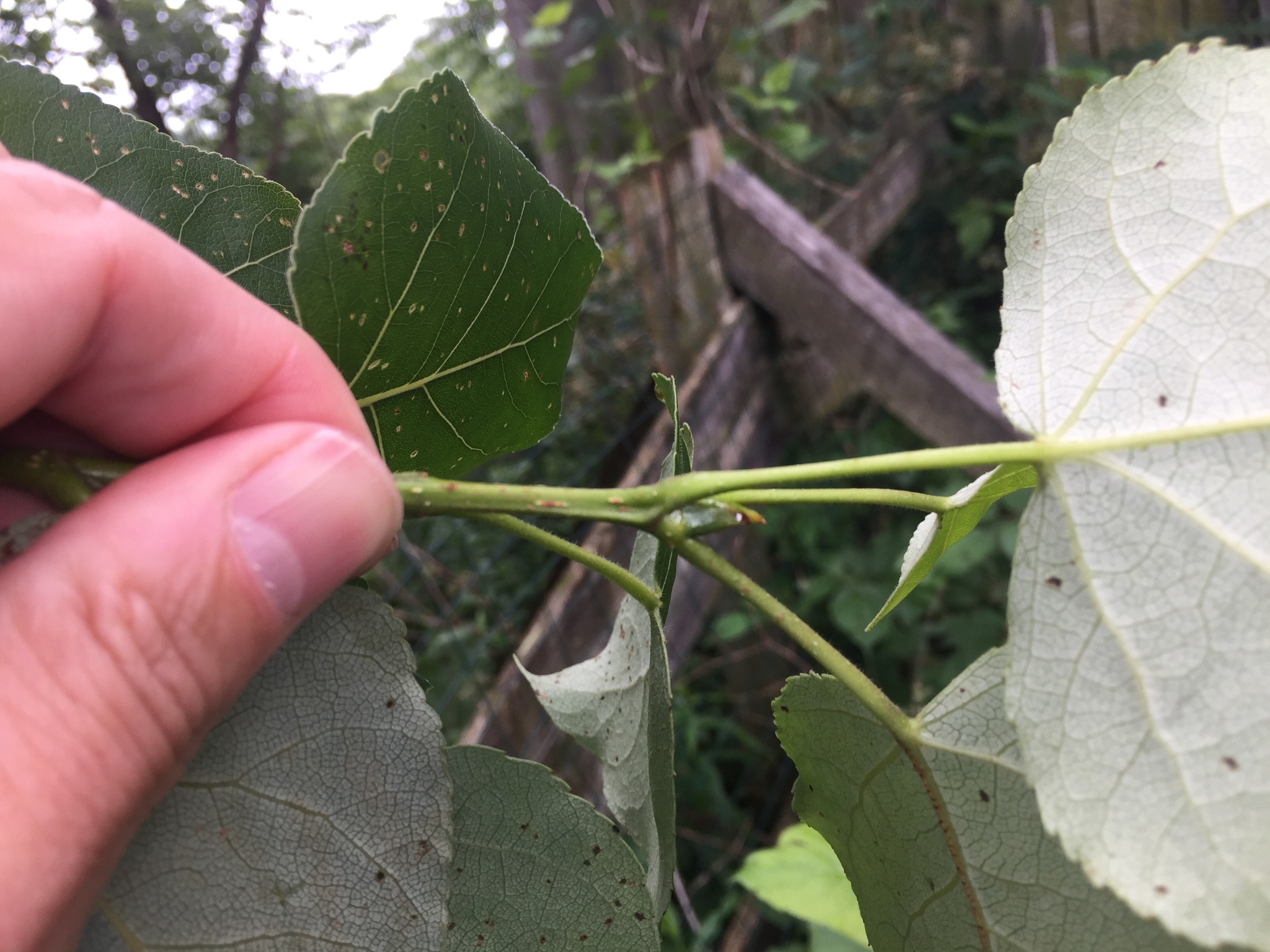 Populus ×jackii Sarg.