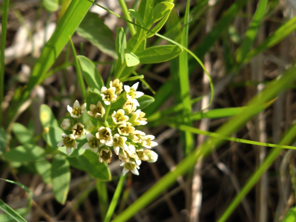 bastard toadflax from Sigel Township, MN, USA on June 8, 2022 at 09:12 ...