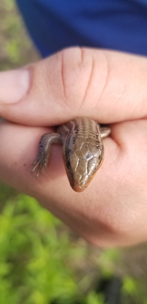 Prairie Skink in June 2022 by carissab · iNaturalist