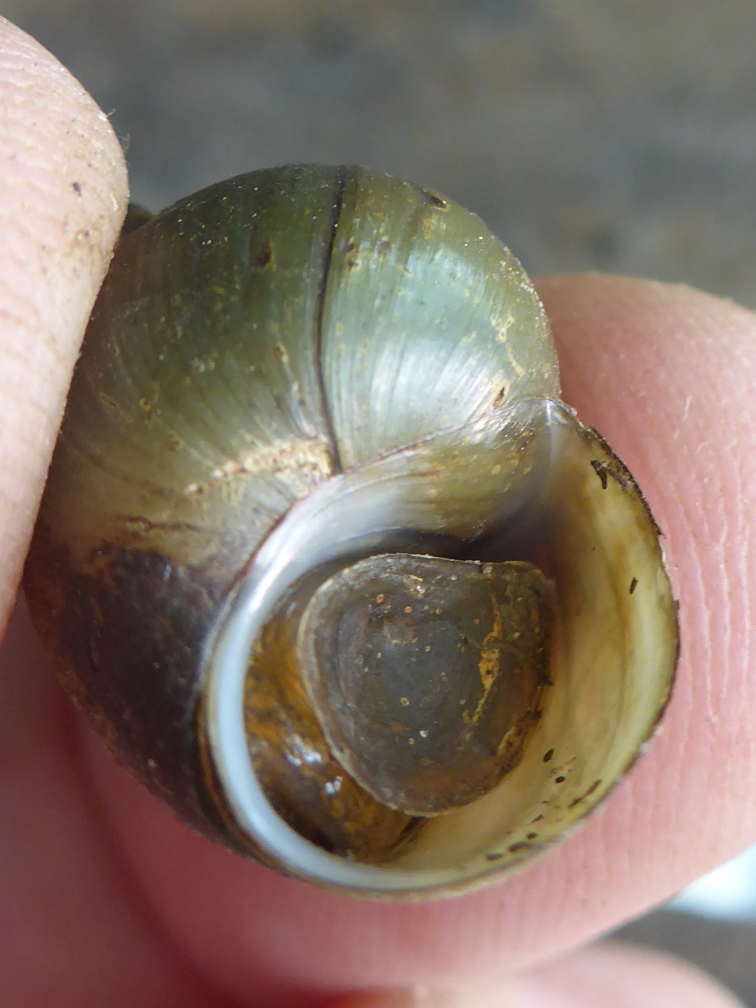 Campeloma decisum (Say, 1817)