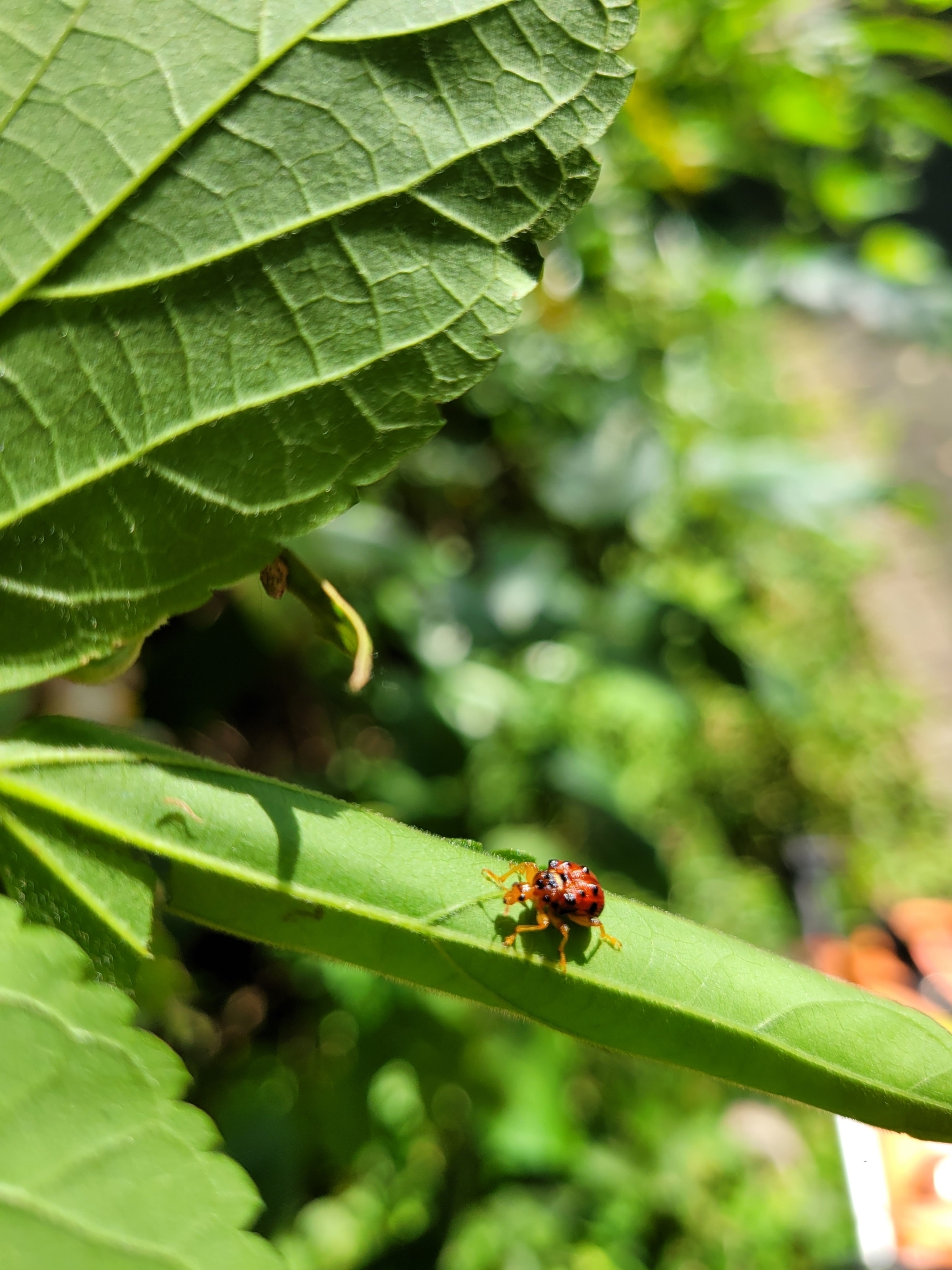 Agomadaranus pardaloides (Voss, 1924)