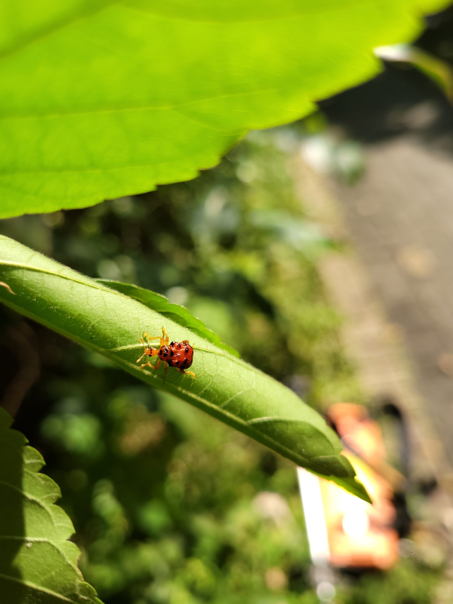 Agomadaranus pardaloides (Voss, 1924)
