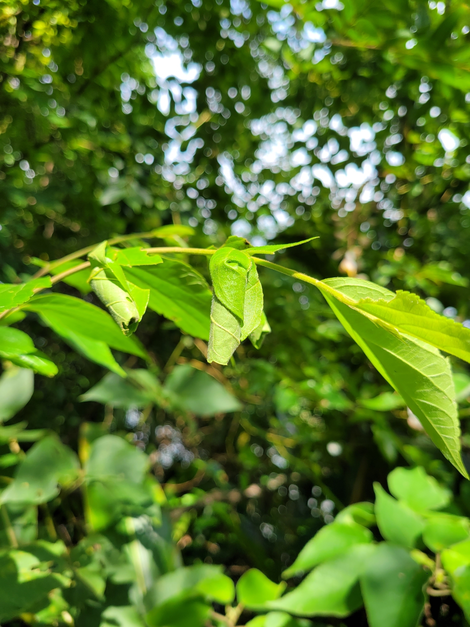 Agomadaranus pardaloides (Voss, 1924)