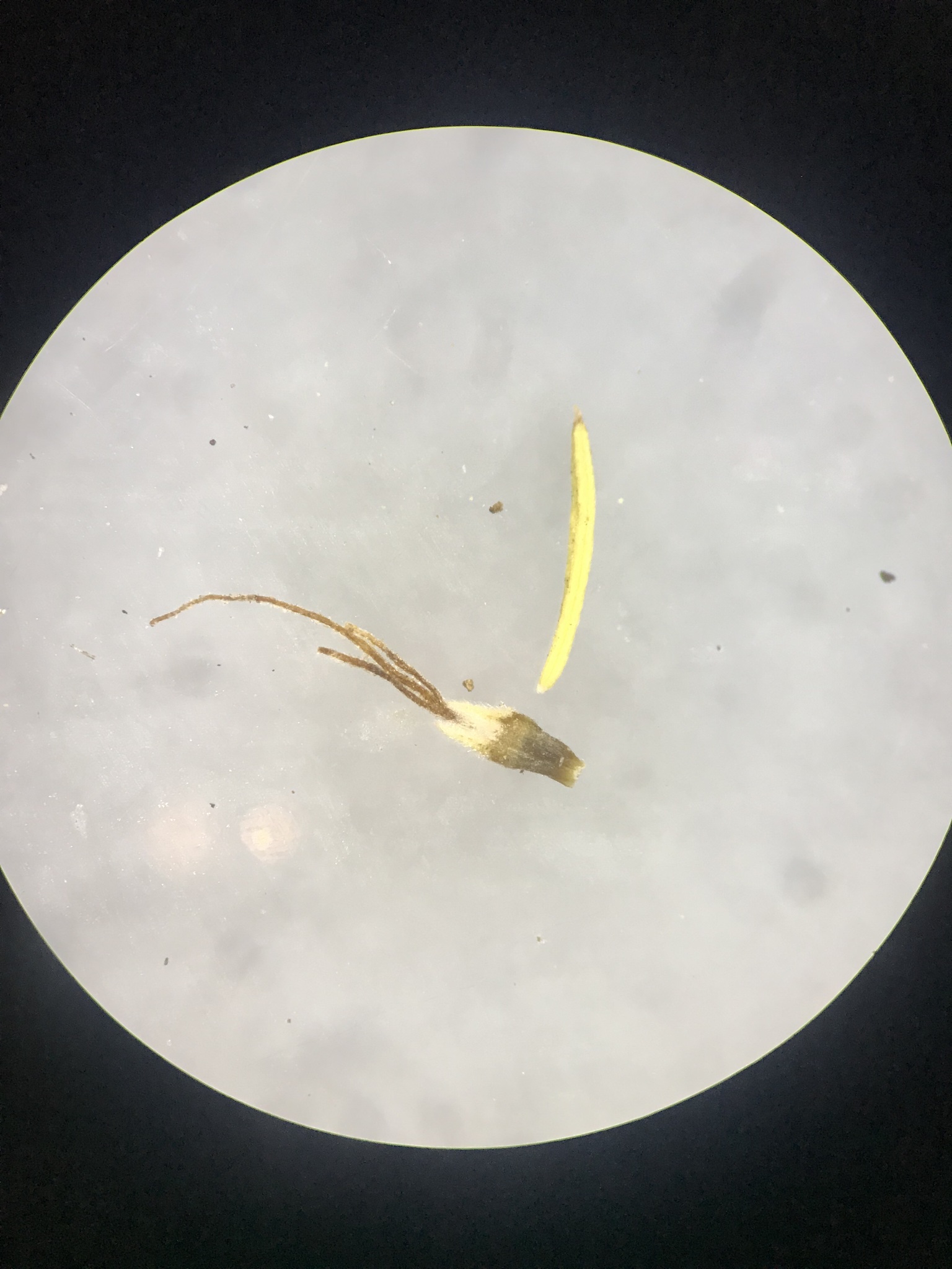 Carex lucorum Willd.