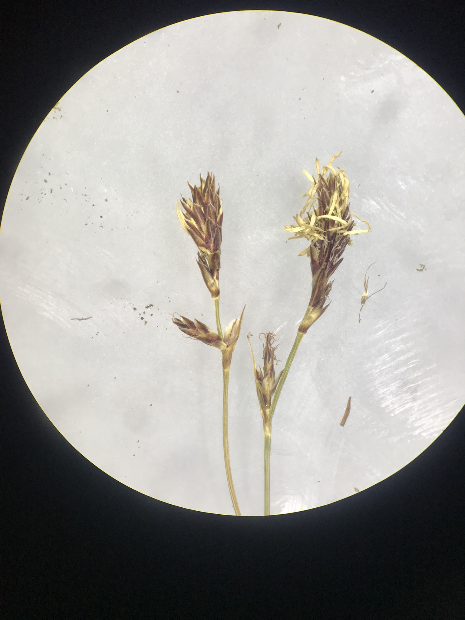 Carex lucorum Willd.