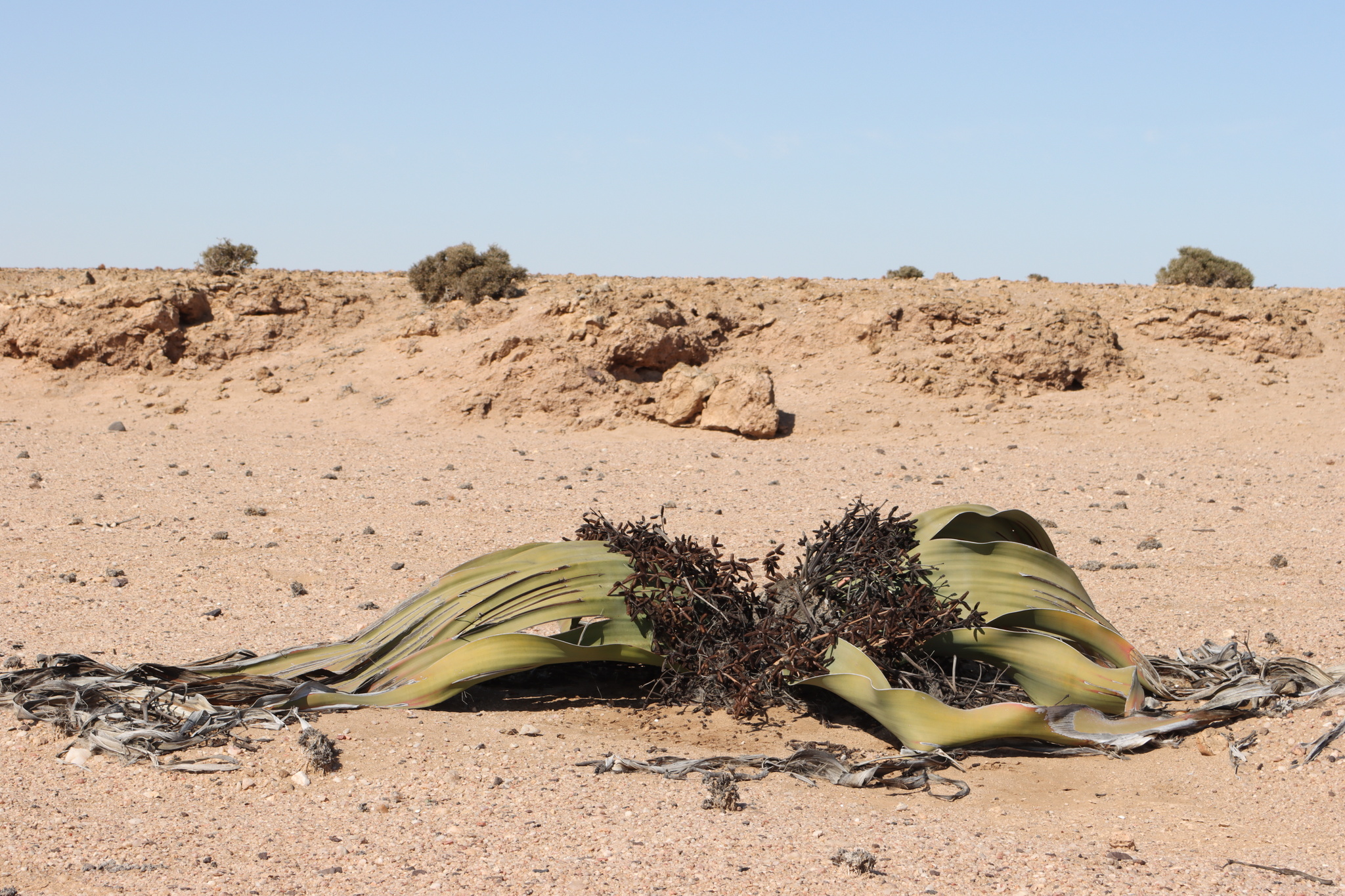 Welwitschia mirabilis Hook.f.