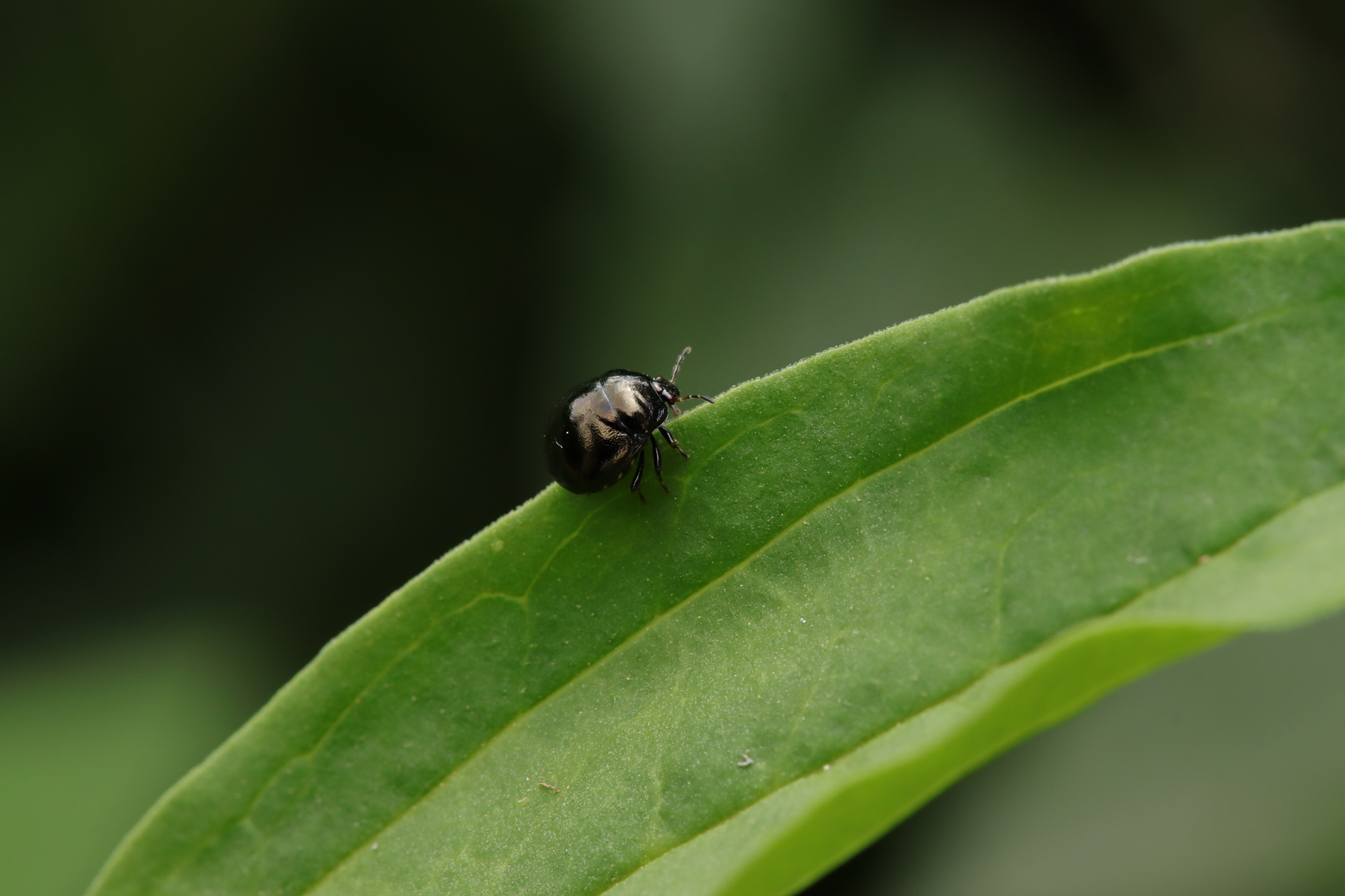 Coptosoma scutellatum (Geoffroy, 1785)