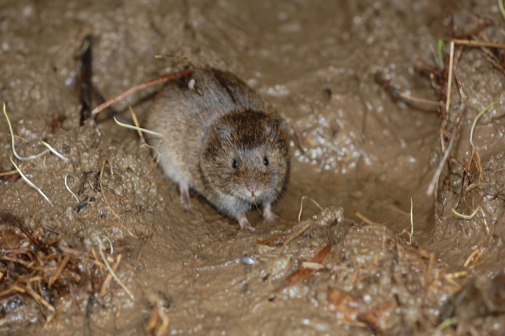 Meadow Vole (Wildlife of Roxborough State Park) · iNaturalist