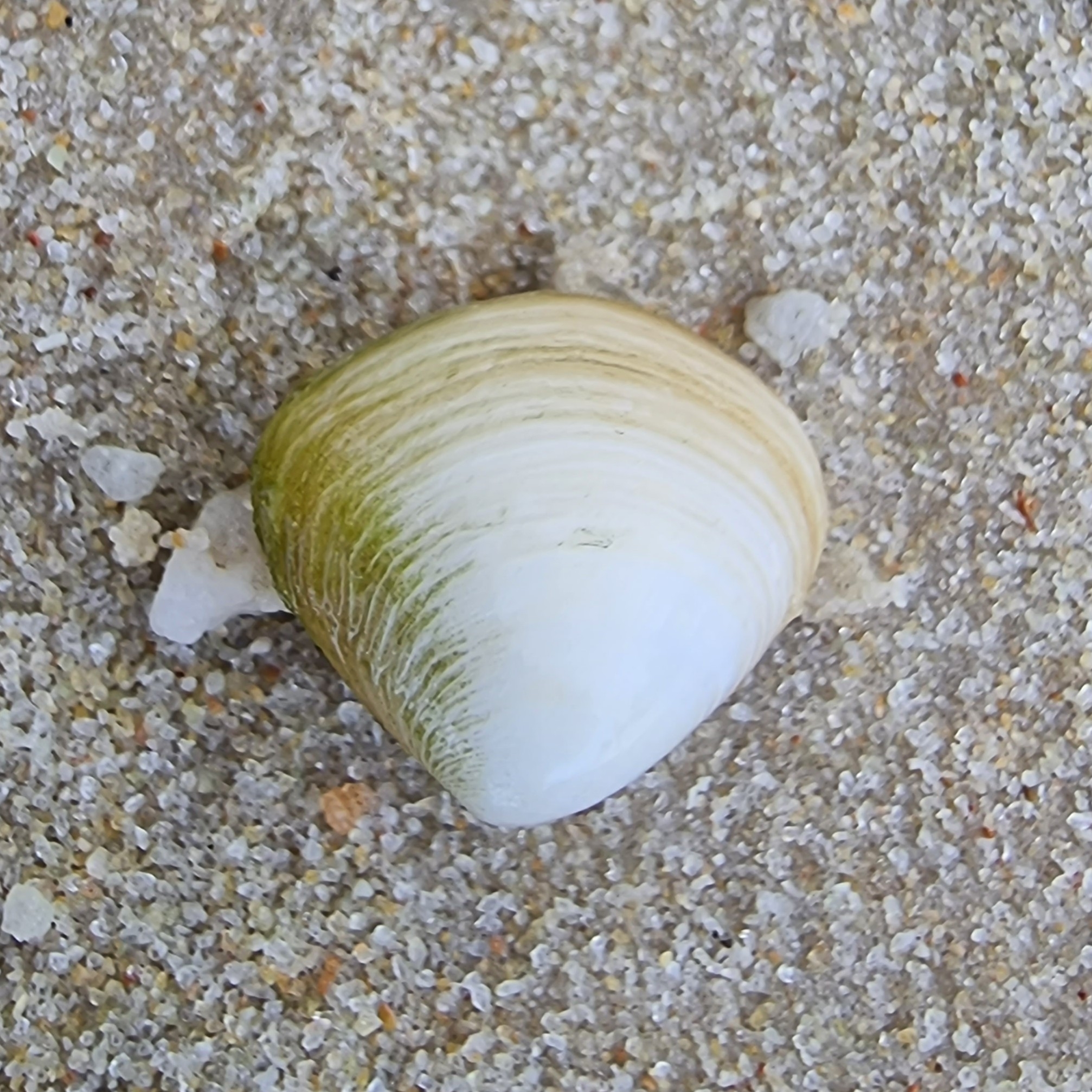 Atactodea striata (Gmelin, 1791)