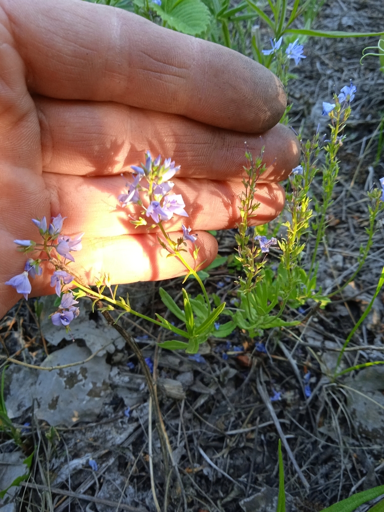 Prostrate Speedwell from Челябинская обл., Россия, 457137 on May 29 ...