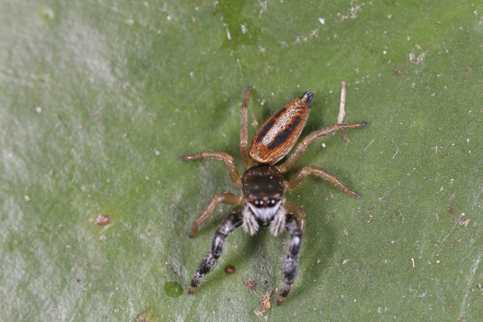 Marpissa formosa (Banks, 1892)