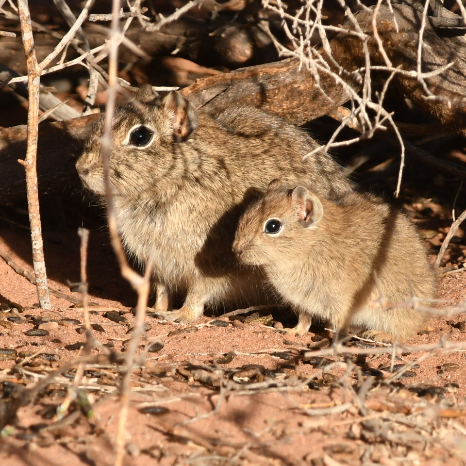 Microcavia H.Gervais & Ameghino, 1880