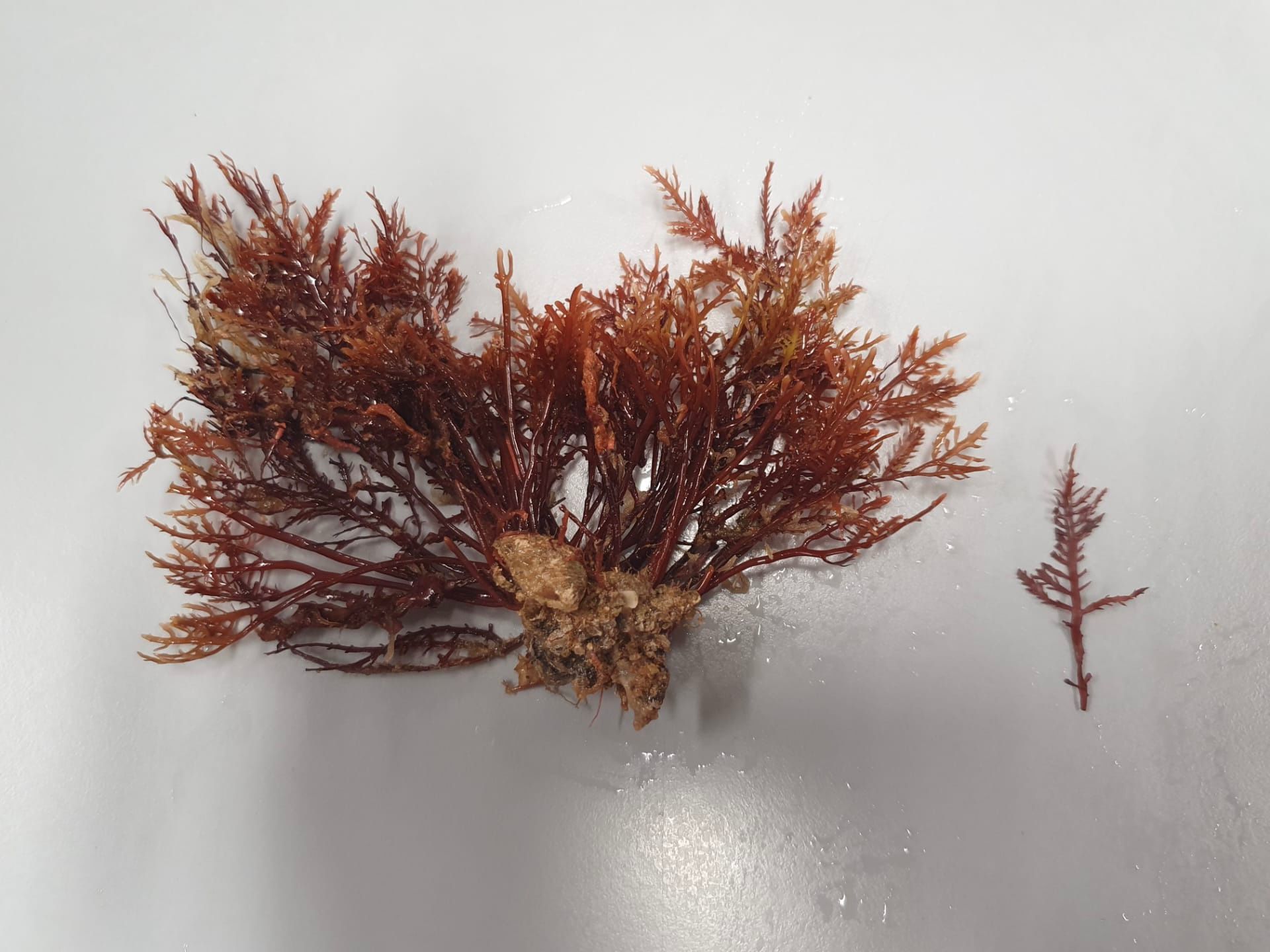 Gelidium J.V.F.Lamouroux, 1813