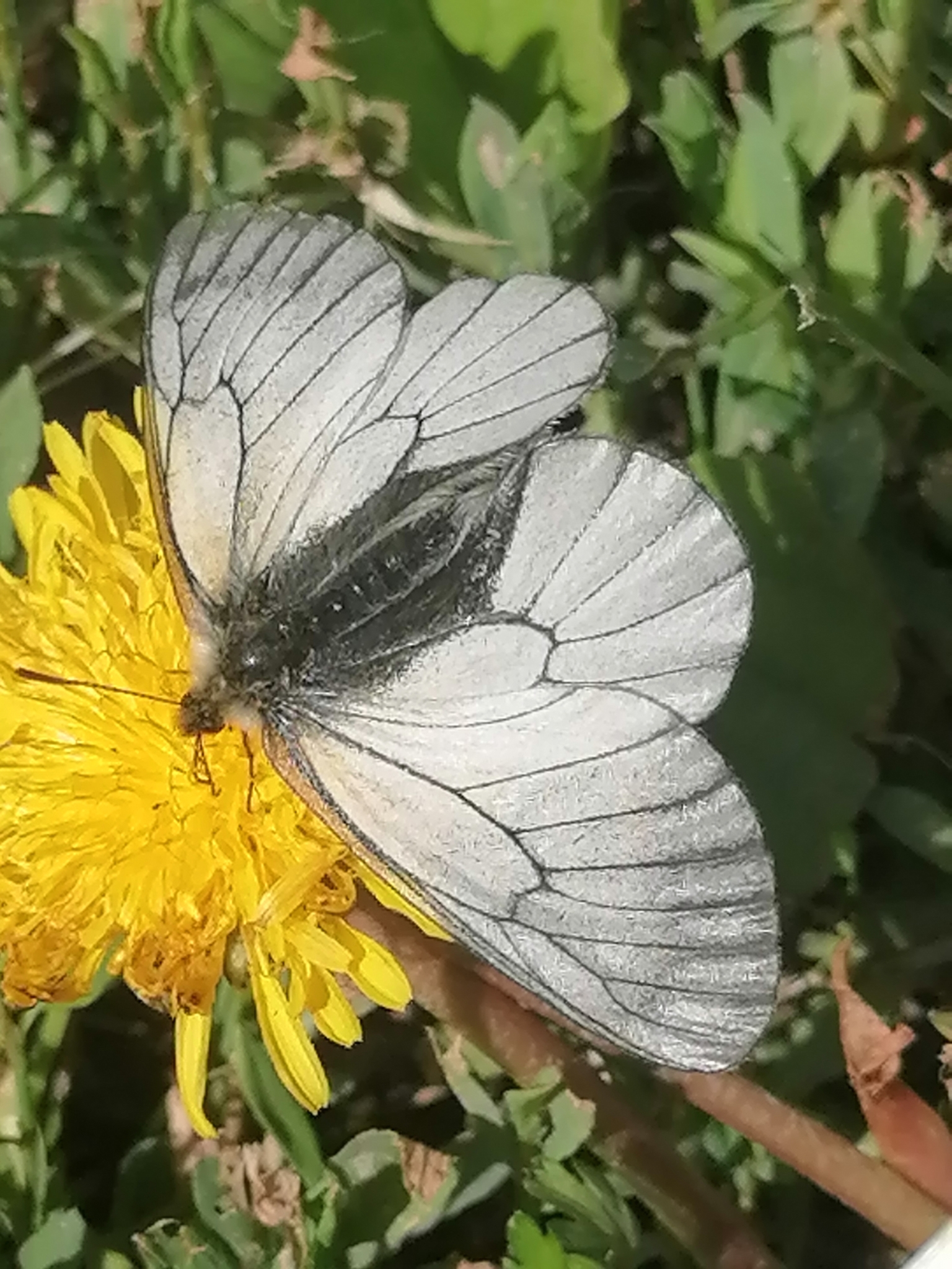 Parnassius stubbendorfii Ménétriés, 1849