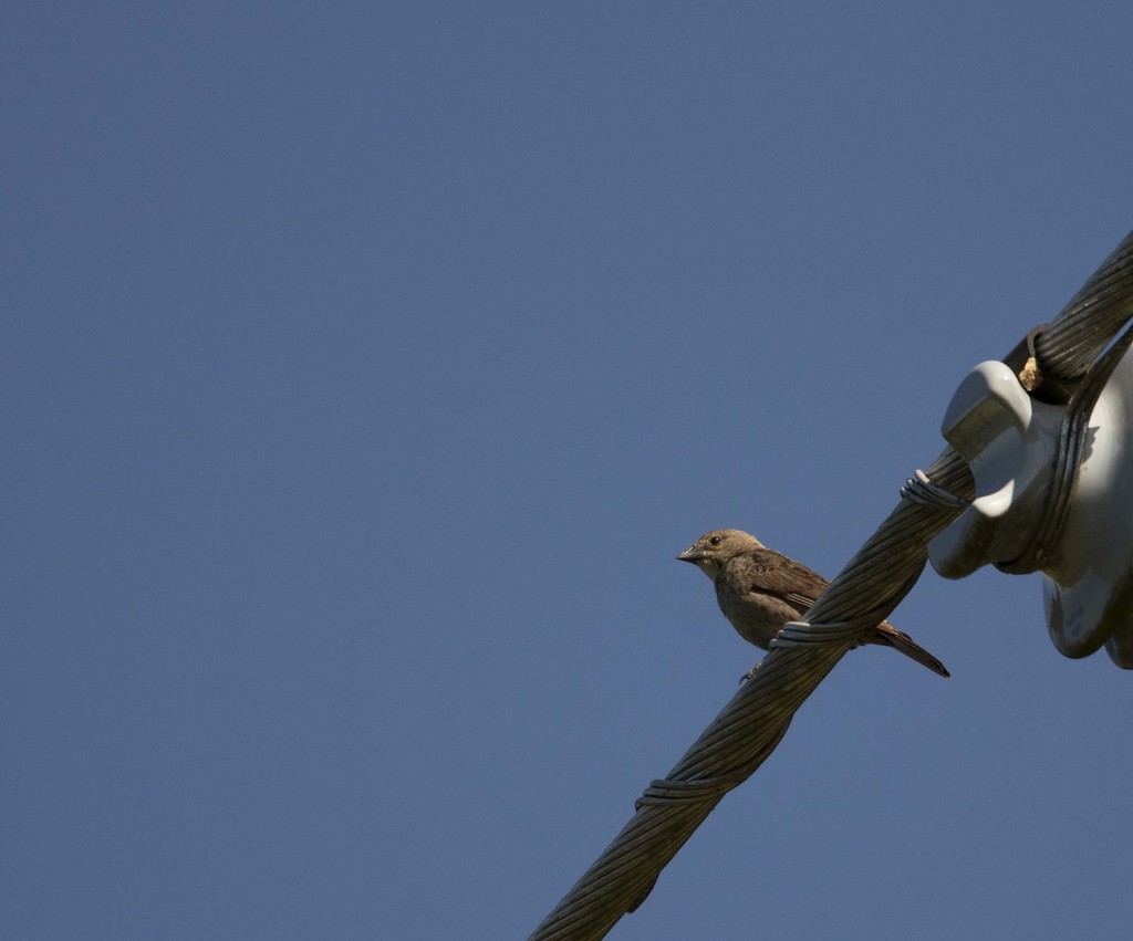 Brown-headed Cowbird from Alachua, FL, USA on June 02, 2022 at 08:59 AM ...
