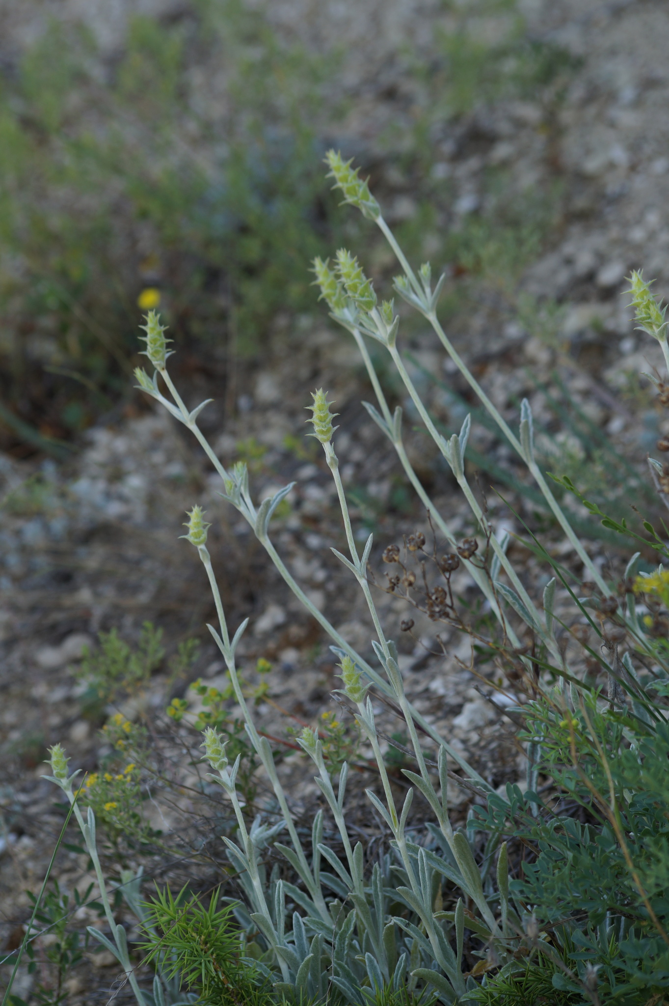 Sideritis taurica Stephan ex Willd.