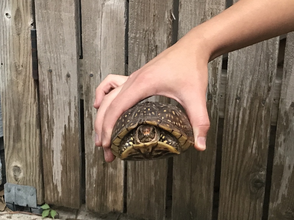 Ornate Box Turtle in June 2020 by delfinweis · iNaturalist