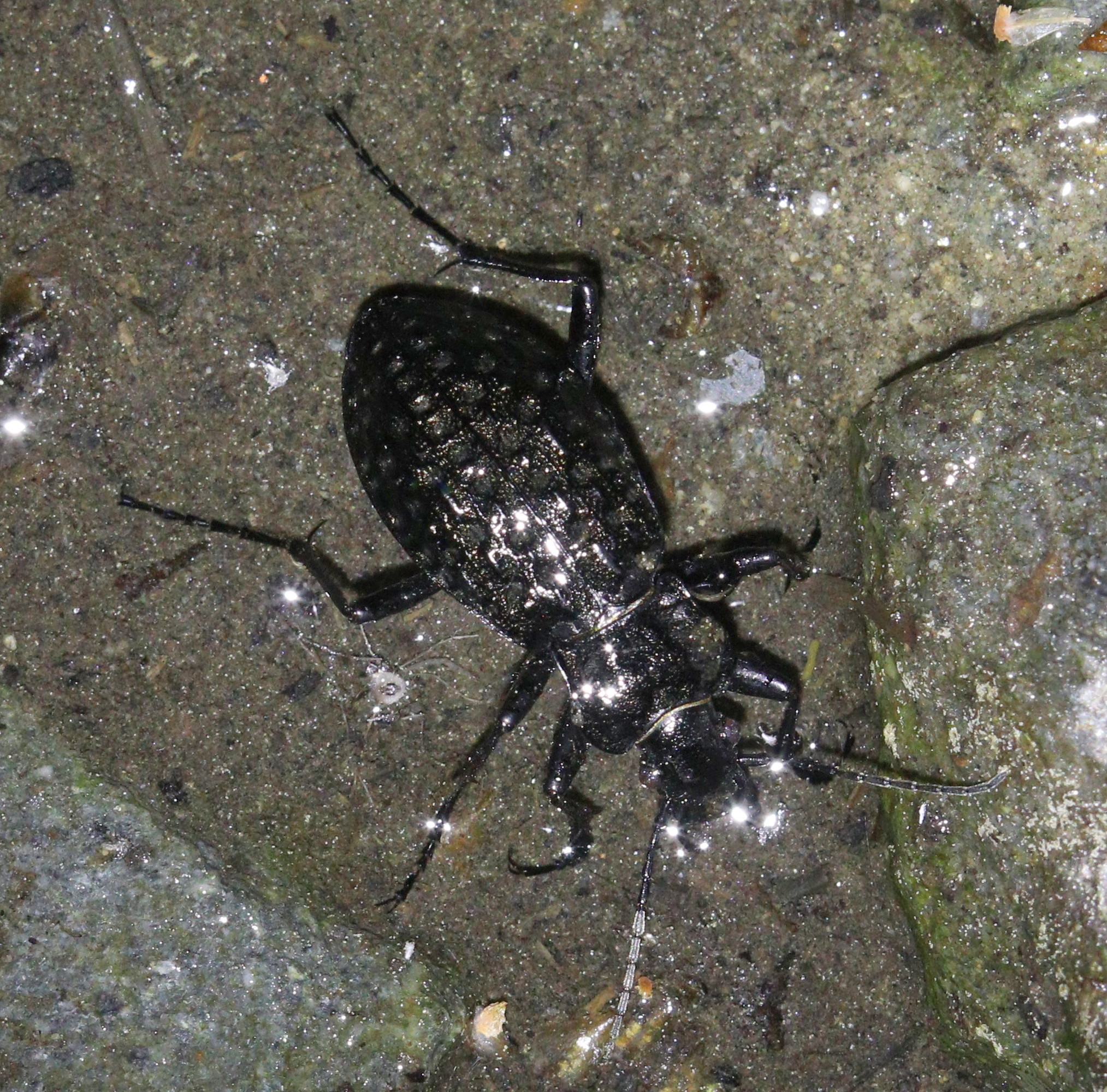 Carabus variolosus Fabricius, 1787