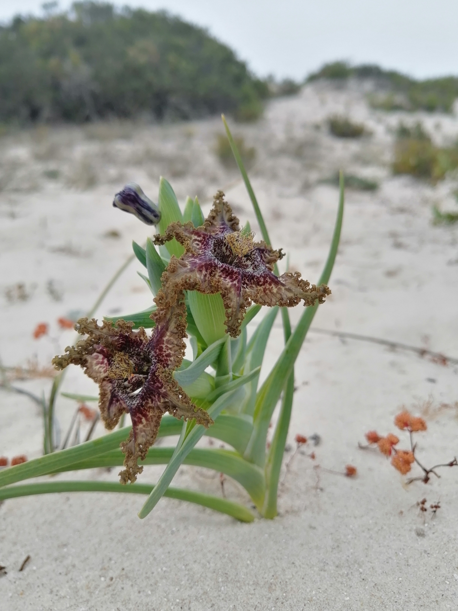 Ferraria foliosa G.J.Lewis
