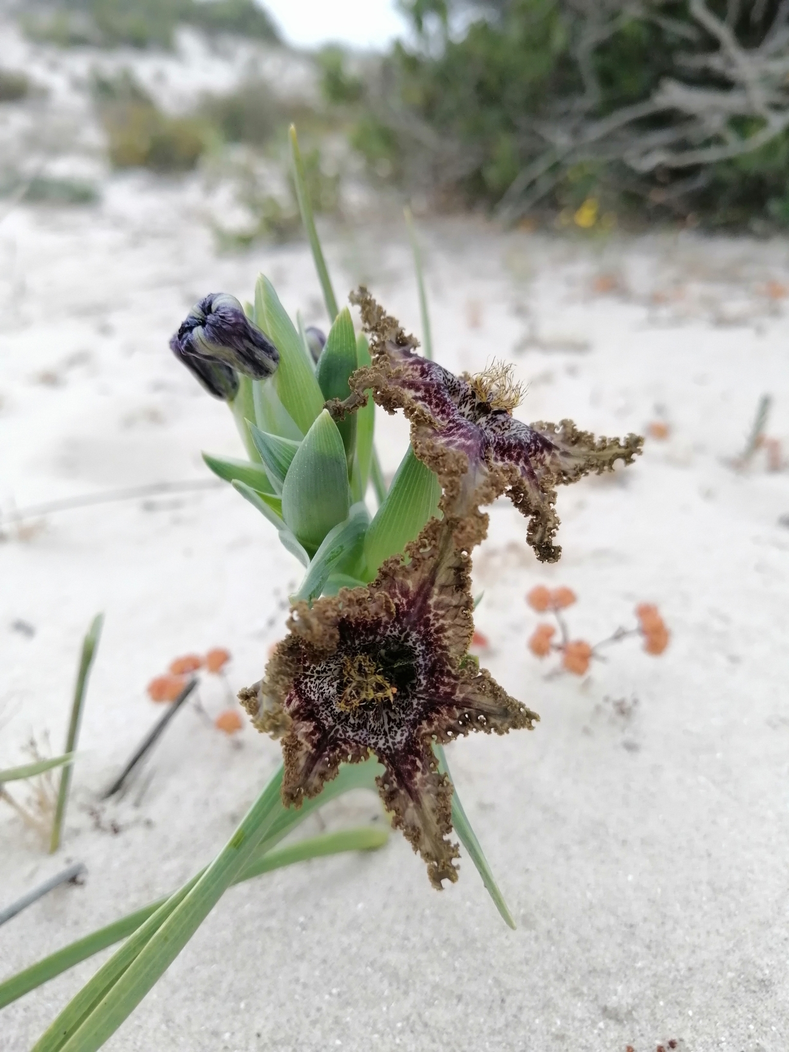 Ferraria foliosa G.J.Lewis