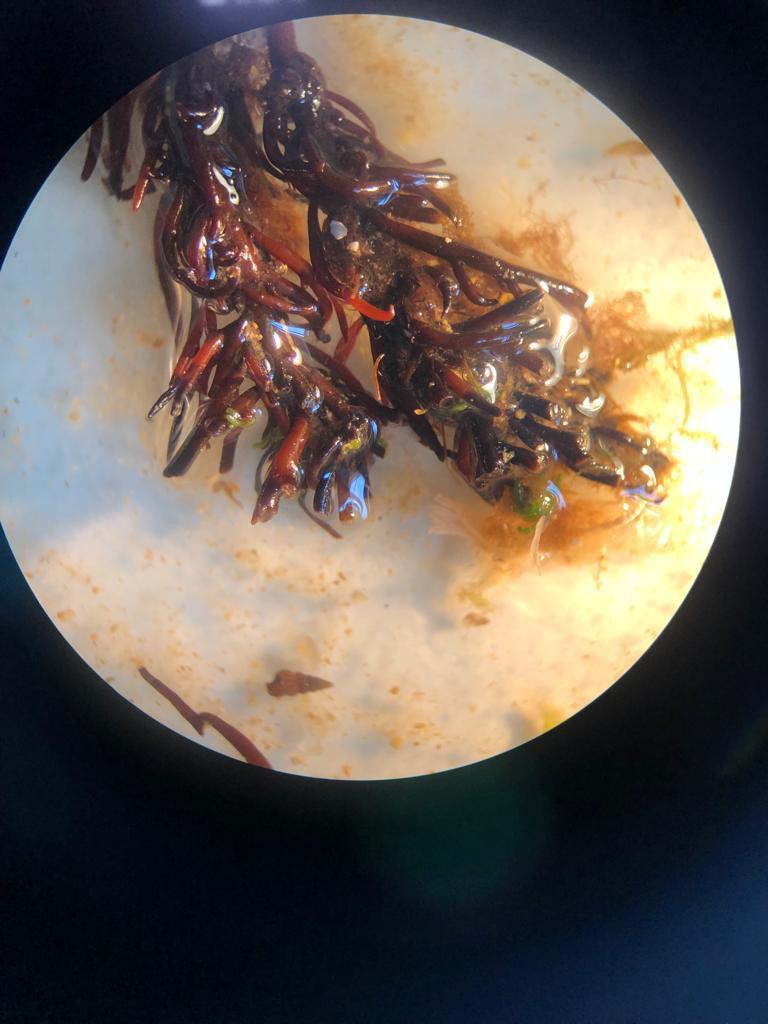 Halopithys incurvus (Huds.) Batters