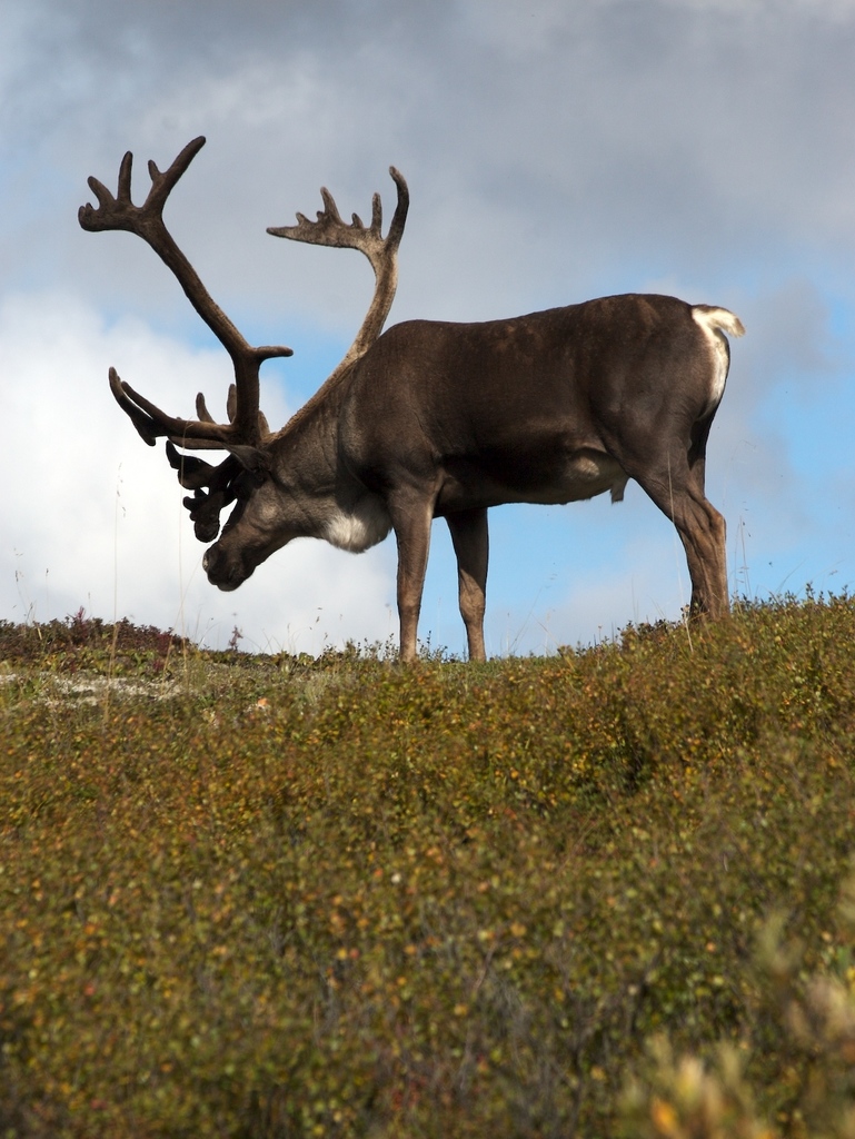 Caribous/Reindeers (Rangifer) - Know Your Mammals