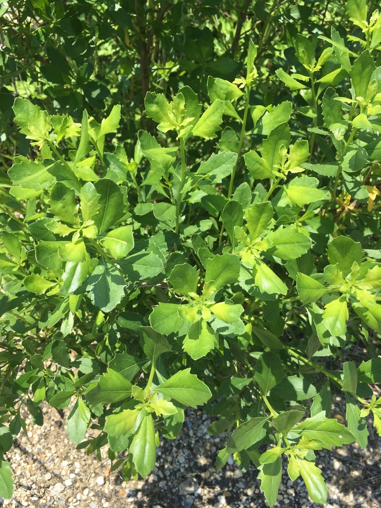 Eastern Baccharis (Flowering Shrubs of Appalachia) · iNaturalist