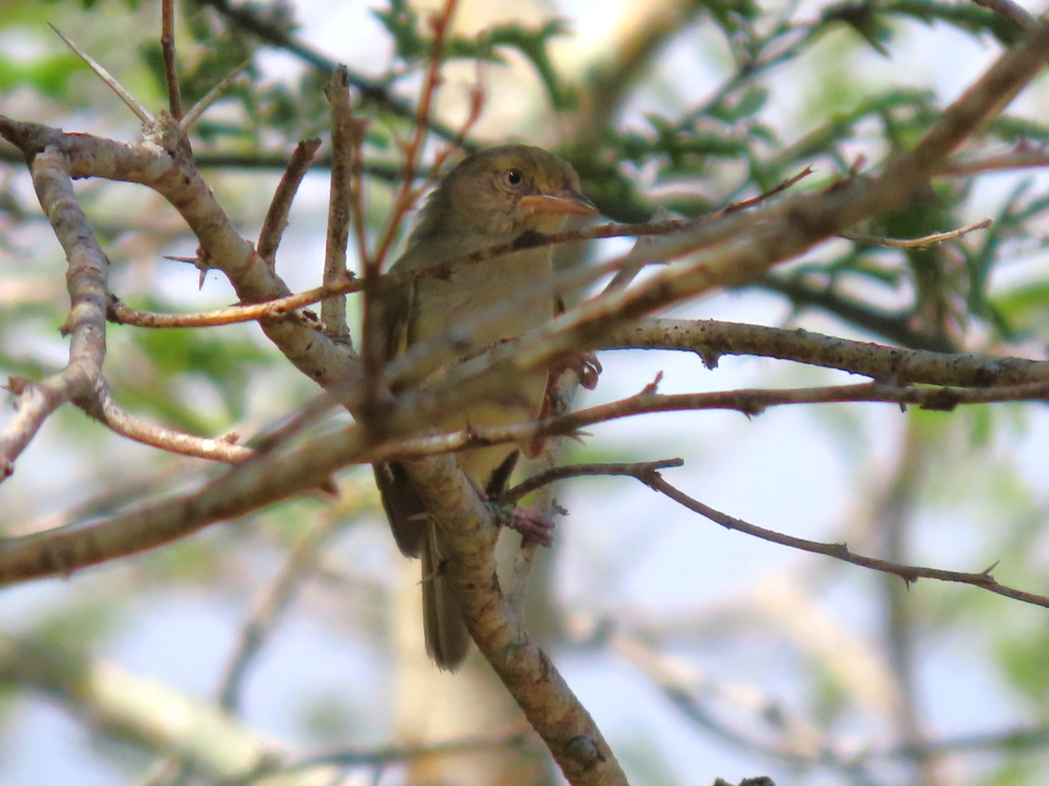 Hylophilus flavipes Lafresnaye, 1845