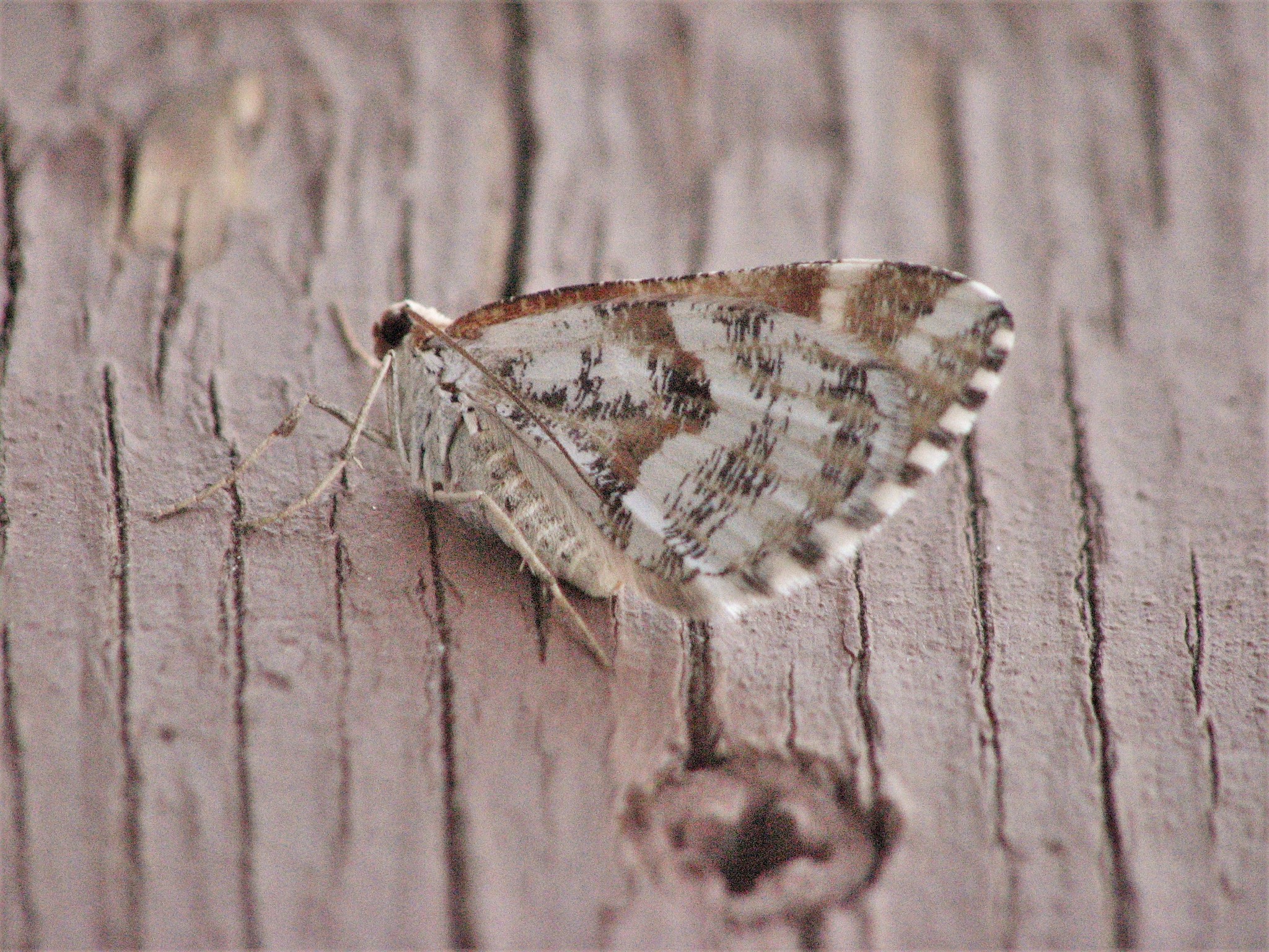 Stamnodes marmorata (Packard, 1871)