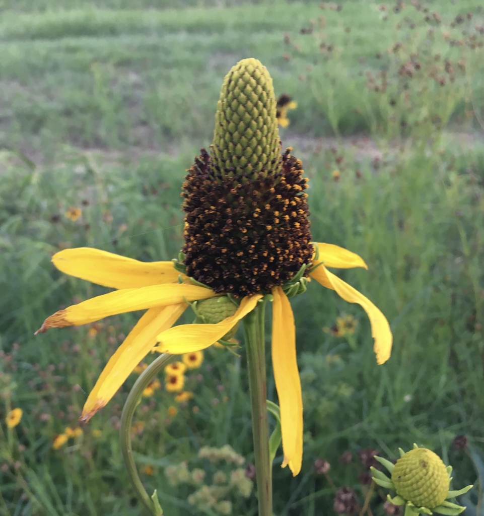 Rudbeckia sect. Macrocline from 18848–18898 Gummert Rd, Katy, TX, US on ...