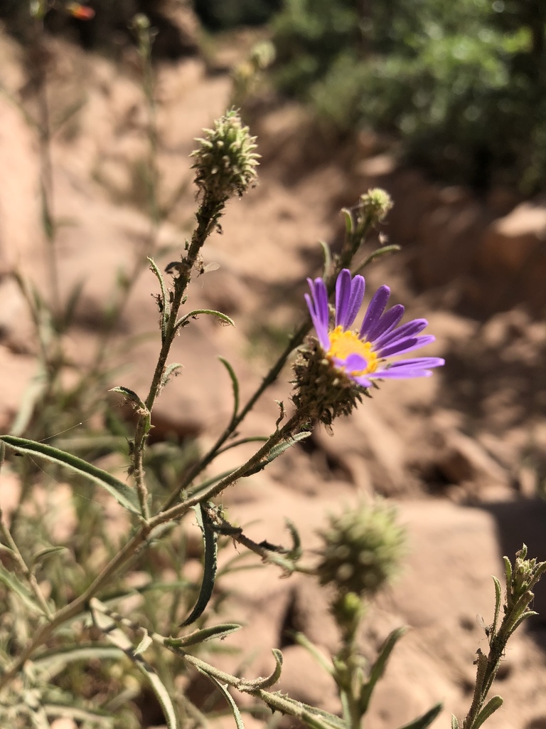 fall tansyaster from Grand Canyon National Park, Marble Canyon, AZ, US ...